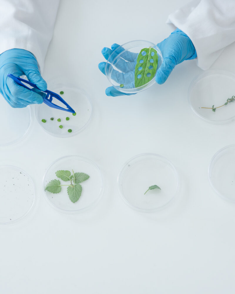 Rigel (RIGL)'s Q3 2024 Revenue Hits $55.3M • BioTech Health X